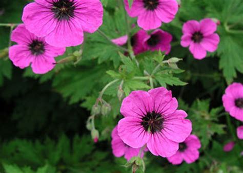 List Of 20 Hardy Geranium Varieties To Enhance Your Garden The Arches