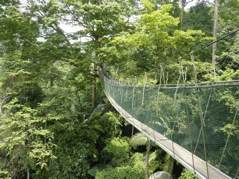 614 Canopy Research Royalty Free Photos And Stock Images Shutterstock