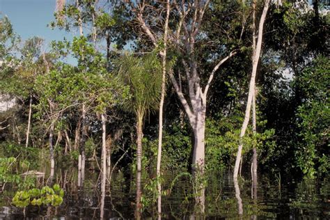 Wetland Forests Of The Amazon Amazon Waters