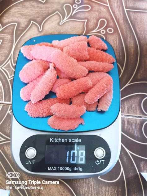 ไข่หอยเชอรี่สีทอง 1 ขีด 24 30 รัง ฟรี คู่มือการเพาะเลี้ยง ฟาร์มพี่น้องสอง ช อุดรธานี Thaipick