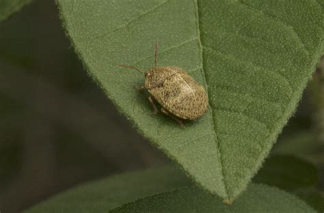 Scutelleridae Hemiptera Roberto Guerra Flickr