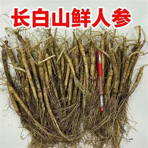 人參長白山鮮人參 小鮮參一元參帶土小人參人參長白山人參 露天市集 全台最大的網路購物市集