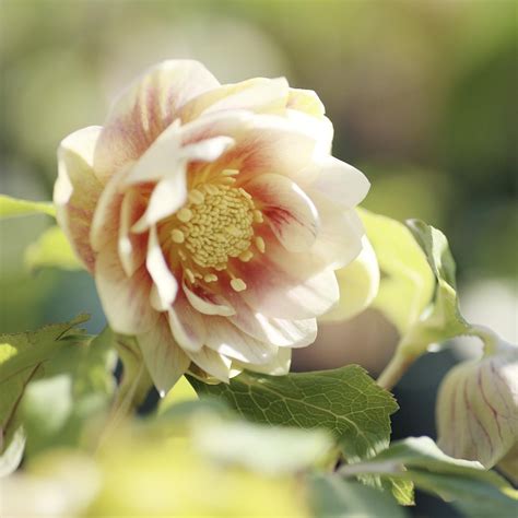 Dyn M様専用 クリスマスローズ 小苗 Ddソレイユ（イエロー系）セルフ メルカリ