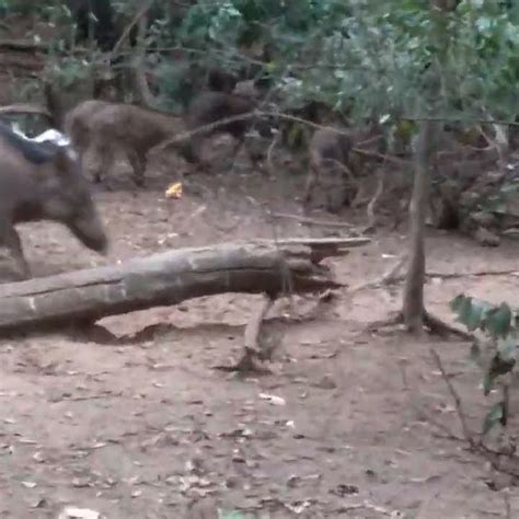 වල් ඌරා Youtube