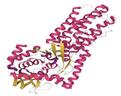 Crystal Structure Of Methionyl Trna Synthetase Metrs From Brucella