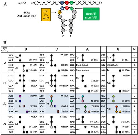 A Complex Modifications Found In The Anticodon Stem Loop ASL Of Download Scientific Diagram