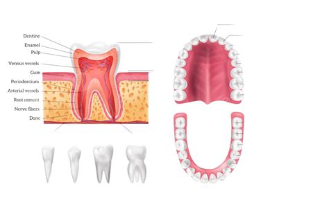 Tooth Structure Vector Illustration Labeled Medical Healthy Teeth