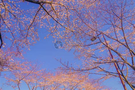 美丽的樱花花海高清图片下载 正版图片503815854 摄图网