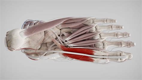 Flexor Hallucis Brevis