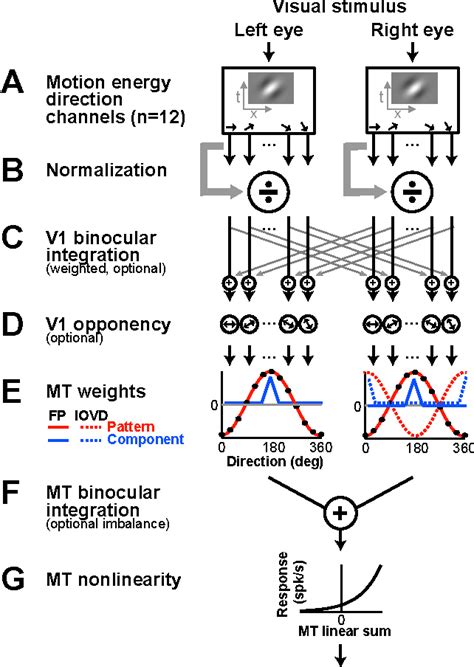Figure From A Binocular Model For Motion Integration In MT Neurons Semantic Scholar