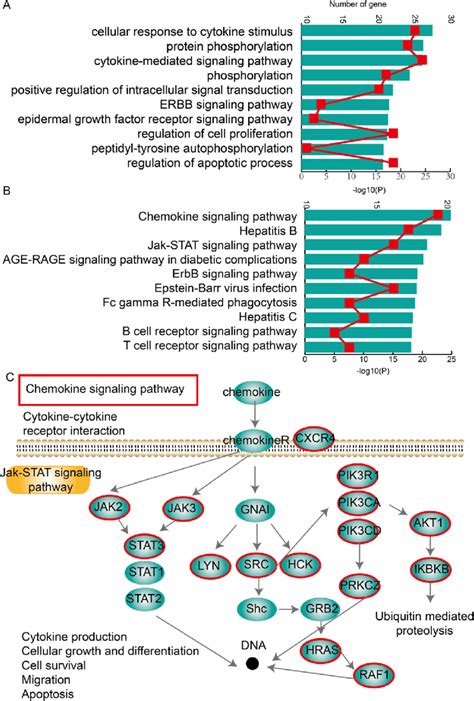 Functional Analysis Of Genes In Dysregulated Iimats For Mgn A Go Terms