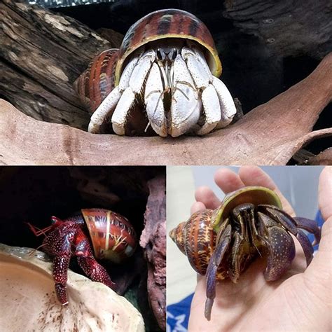 Custom Hermit Crab Shells