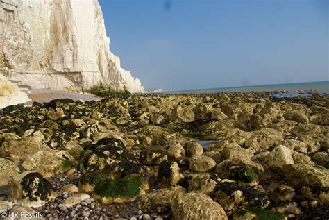 UK Fossil Collecting