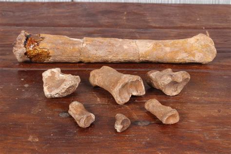 Group Of Fossilized Appendage Bones