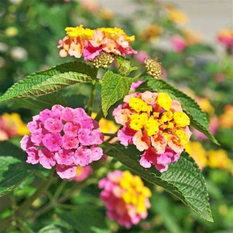9 Summer Flowers To Add Colour To Your Garden Border In A Box