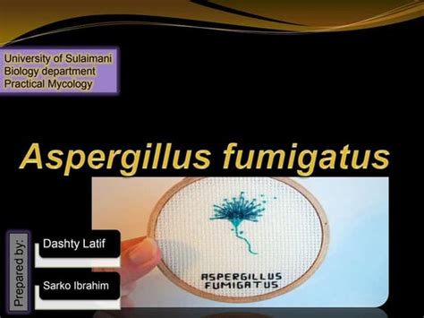 Aspergillus Pdf