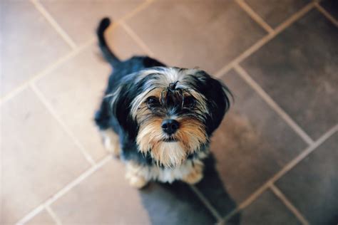 Yorkshire Terrier Size Guide How Big Does A Yorkshire Terrier Get
