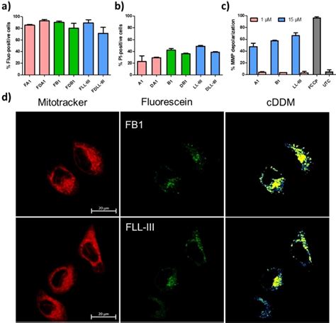 Interaction Of Acps With Hela Cells A Cellular Internalization Of