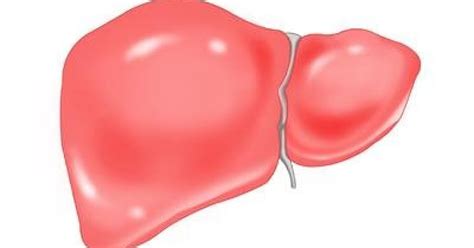 젊은성인 지방간 있으면 이 암 위험 높아져