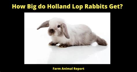 7 Facts Full Grown Holland Lop 2024 Holland Lop Size Lops Pdf