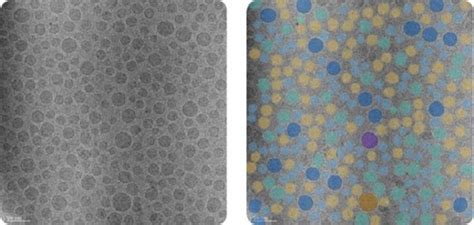 From Proteins To Pictures The Magic Of Cryo Electron Microscopy