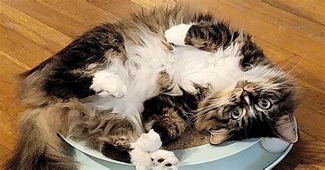 Catnip Album On Imgur