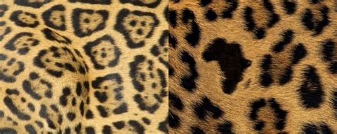 Jaguar V Leopard 7 Key Differences Between These Big Cats