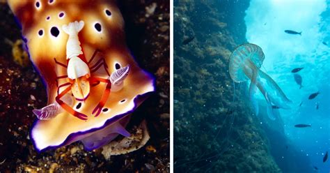 40 Unearthly Underwater Images To Inspire You To Take The Plunge And