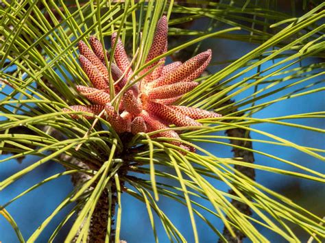 25 Types Of Evergreen Tree To Add To Your Yard