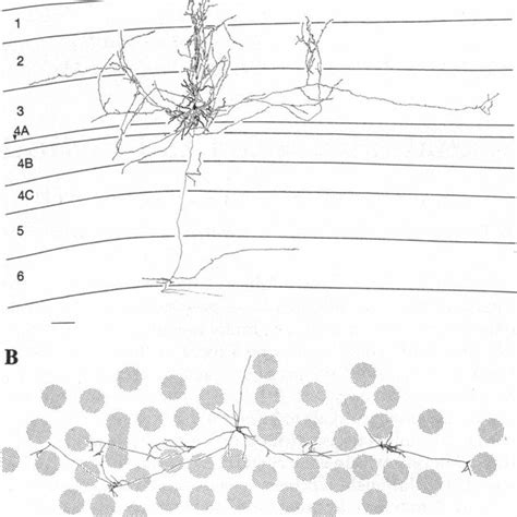 Examples Of Horizontally Projecting Pyramidal Cells In Primate Area Vl Download Scientific