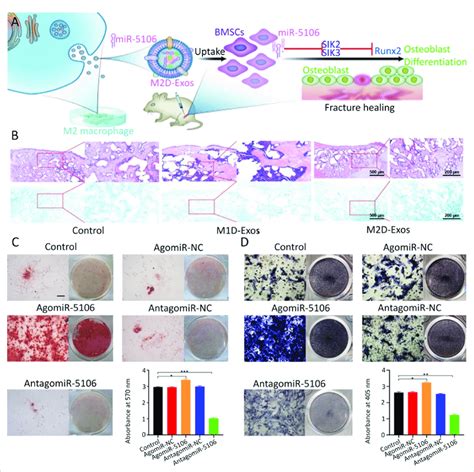 M2 Macrophage Derived Exosomes Promote Fracture Healing By