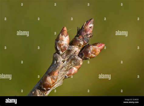 Swelling Leaf And Flower Buds Of A Victoria Plum Tree Prunus Domestica In Early Spring