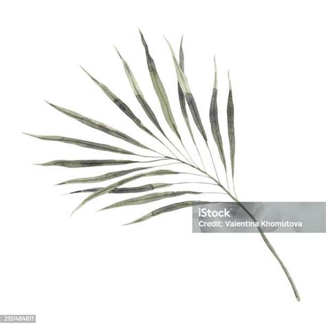 수채화 현실적인 팬 야자수 잎입니다 그림은 고립된 배경에 손으로 그린 것입니다 다양한 디자인 초대장 카드 휴일 장식 직물을 위한 식물 이국적인 잎 0명에 대한 스톡 벡터