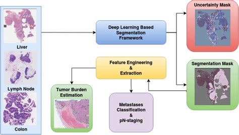 Deep Learning Based Framework For Segmentation And Analysis Of Wsi Download Scientific Diagram
