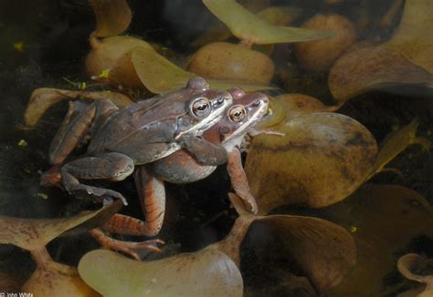 How Wood Frogs Rana Sylvatica Survive The Winter