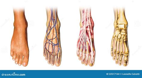 Human Foot Anatomy Cutaway Representation Stock Images Image 22517144