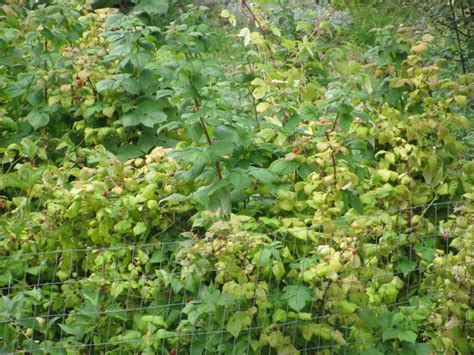 How To Maintain A Raspberry Patch How To Prune Raspberry Plants Raspberry Plants Growing