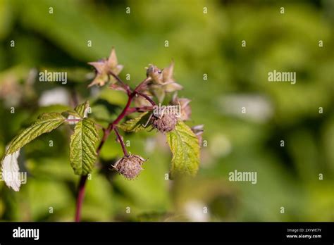 Raspberry Bush With Green Unripe Berries In The Summer Season