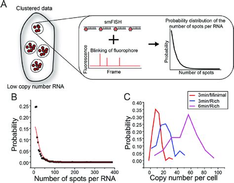 Copy Number Calculation A Illustration Of Copy Number Calculation Download Scientific