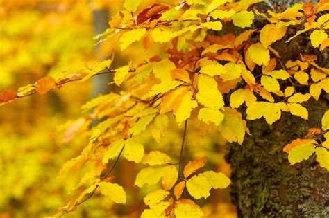 Premium Photo Beautiful Autumn Landscape With Yellow Trees And Leaves