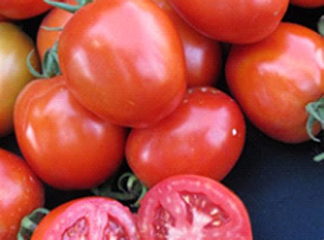 Magseeds Tomato Hybrids