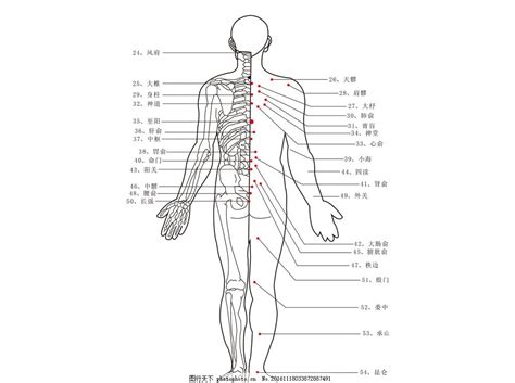 人体经络图图片 其他图片素材 其他 图行天下图库