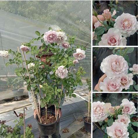 Libellula Rose สายพันธุ์ที่มีกลิ่นหอมหวานละมุน มีปลูกจะดูดีมีเสน่ห์ Shopee Thailand