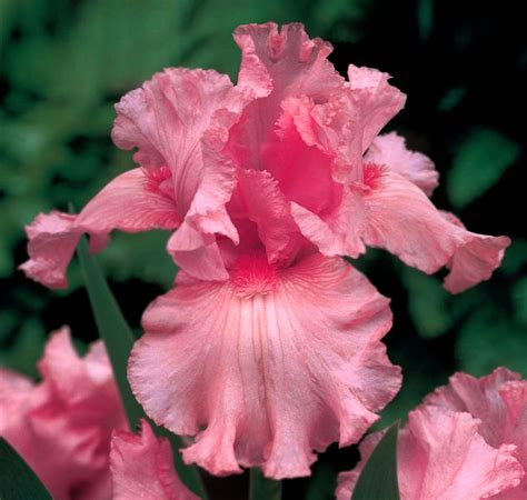 [100 ] Iris Wallpapers