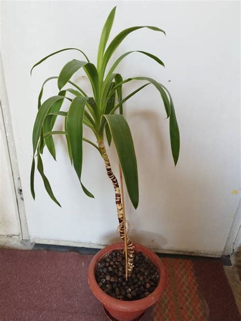 Палма стайно растение Цветя декоративни растения София Палма 10 лв Продава се със