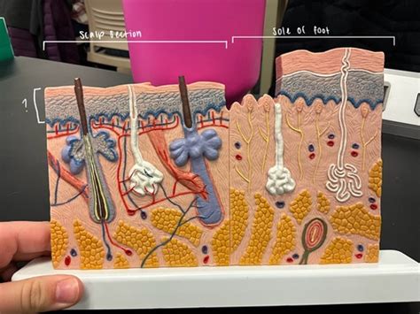 Skin Model Flashcards Quizlet