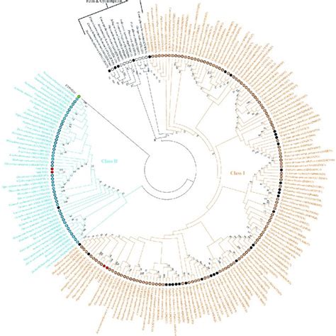 A Map Of Pesc Leu2d Ljcpr1 Gw Yeast Expression Vector For P450 Assay Download Scientific