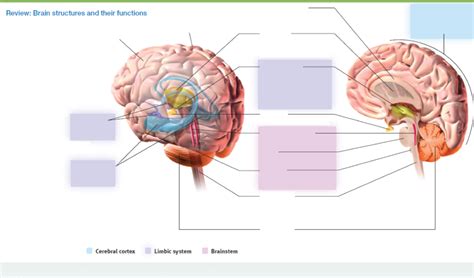 UNIT III Diagram Quizlet