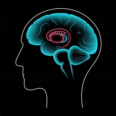 250 Amygdala Stock Illustrations Royalty Free Vector Graphics And Clip