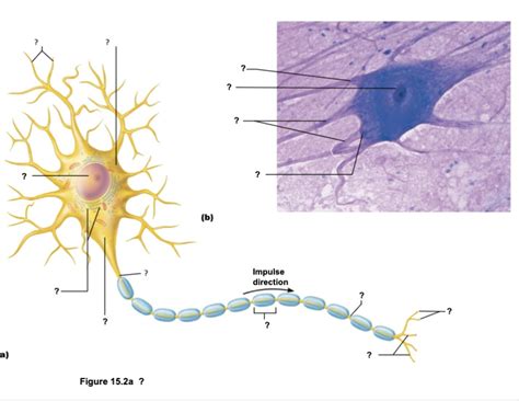 Structure Of Typical Motor Neuron Diagram Quizlet